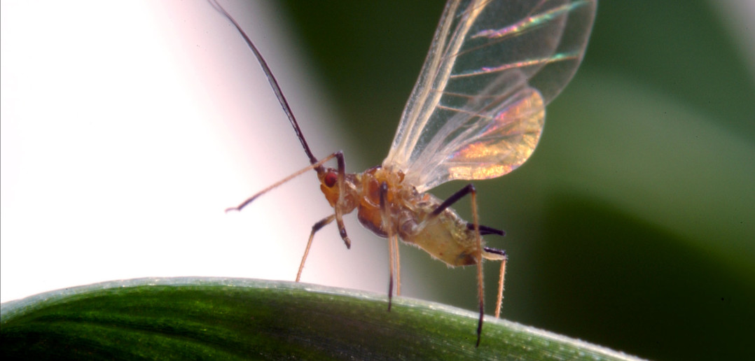 Lazy Hitchhiker’s guide to insect flight - Tillage and Soils - best ...
