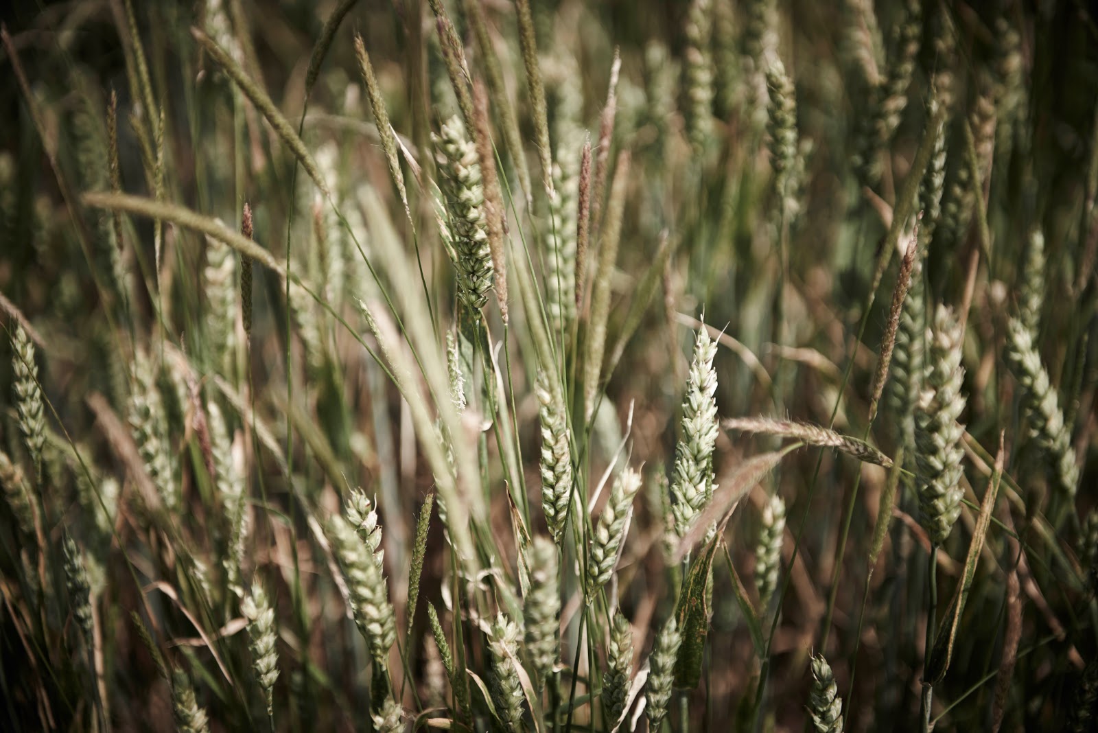 Agrii - Tillage and Soils - best practice crop establishment