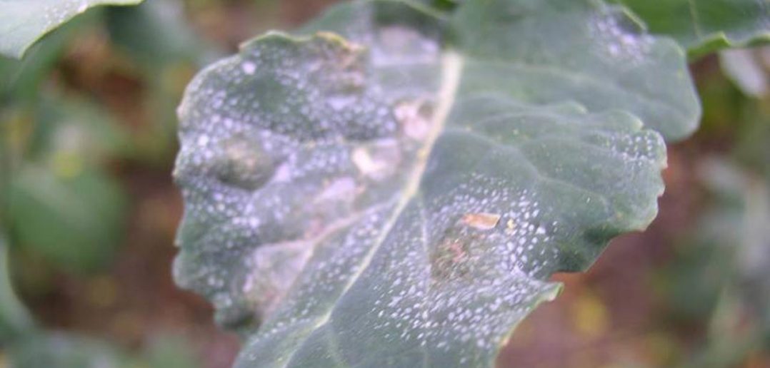 Overall light leaf spot risk remains relatively low - Tillage and Soils ...