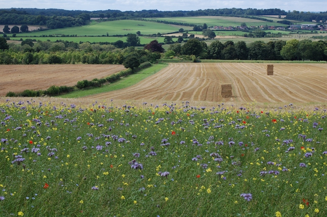 New survey looking for your thoughts on agri-environmental schemes ...