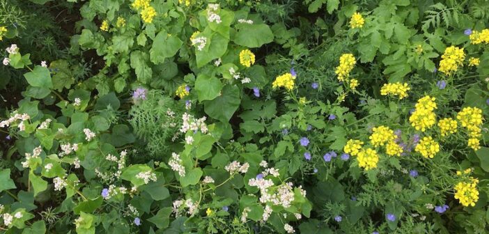 How to grow a successful cover or catch crop - Tillage and Soils - best ...