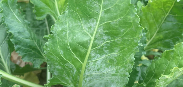 Silicon key to sugar beet aphid management - Tillage and Soils - best ...