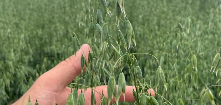 Consistently performing spring oat thrives from north to south ...