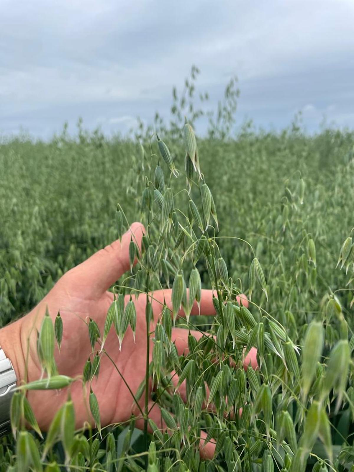 Consistently performing spring oat thrives from north to south ...