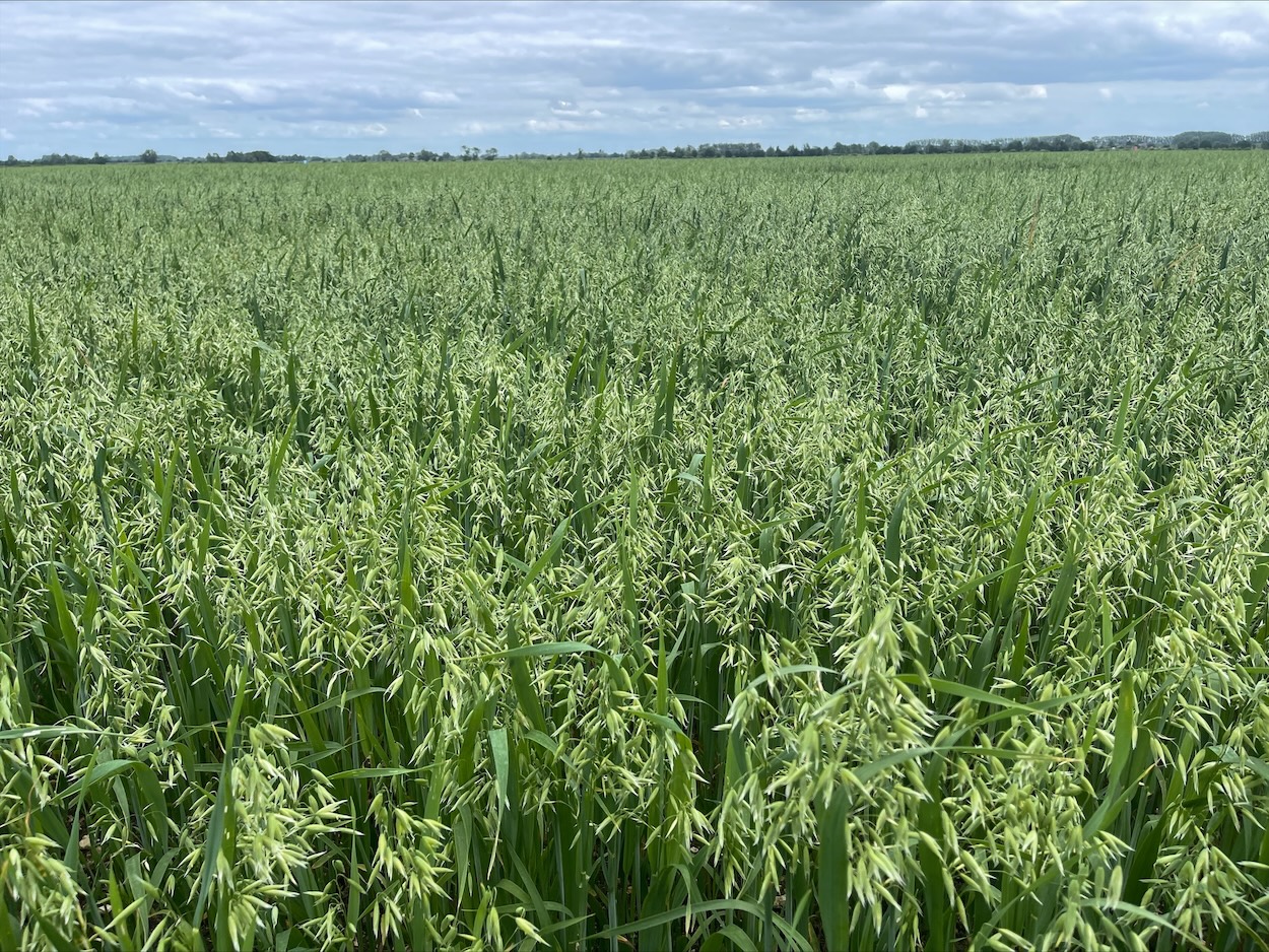 Record breaking spring oats yield over 11 t/ha - Tillage and Soils ...