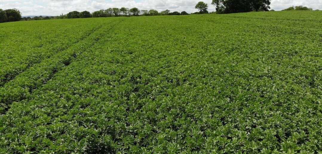 Kent winter bean crop, surpasses winter wheat profitability - Tillage ...