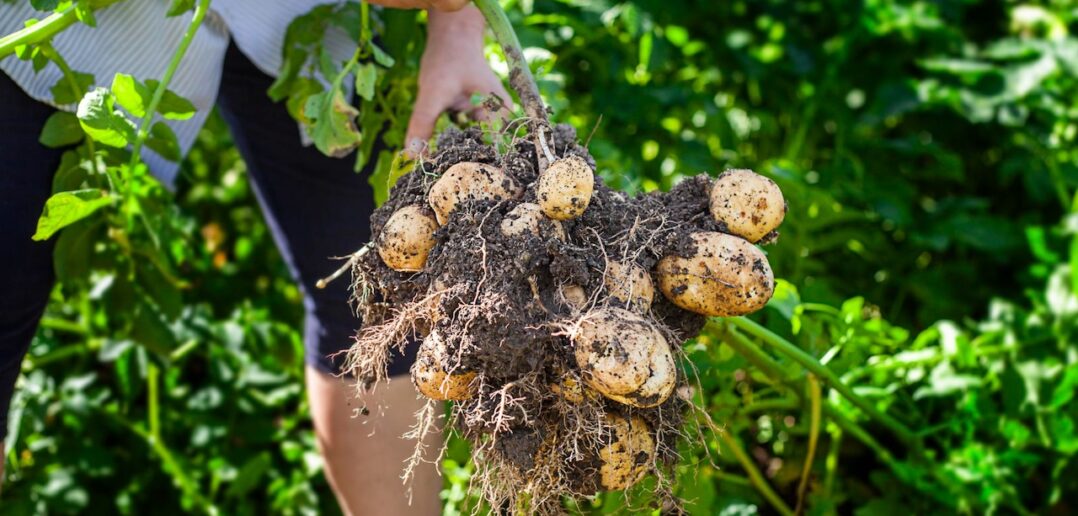 UK pilot for €700k potato project to combine AI and regen - Tillage and ...